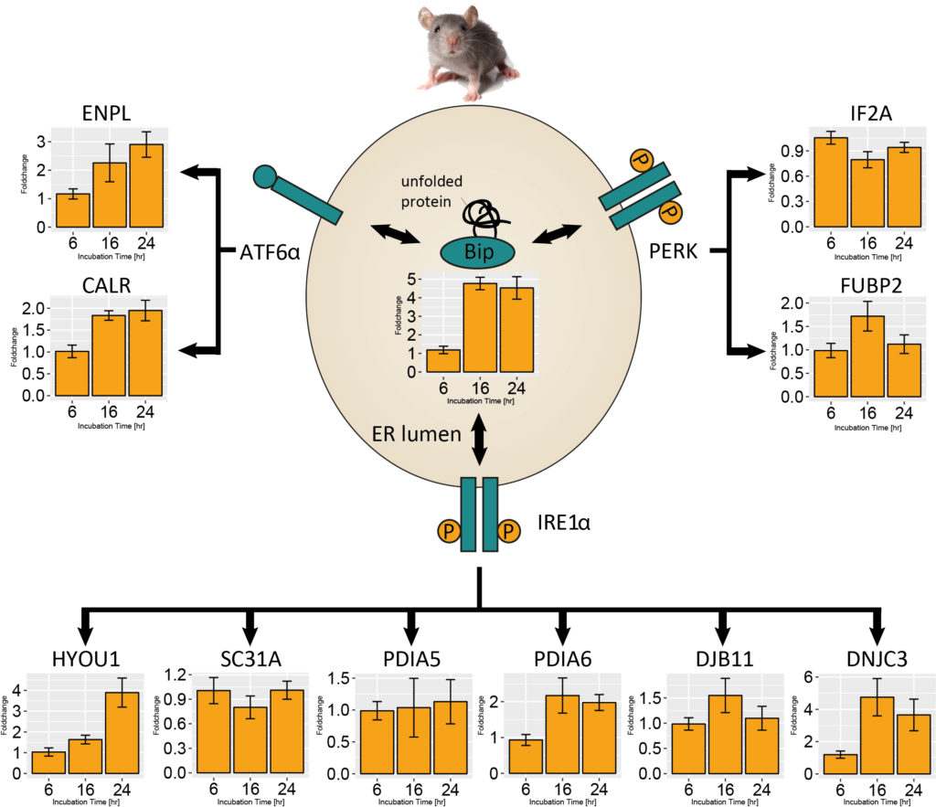Platelet Lipidomics – Lipidomics